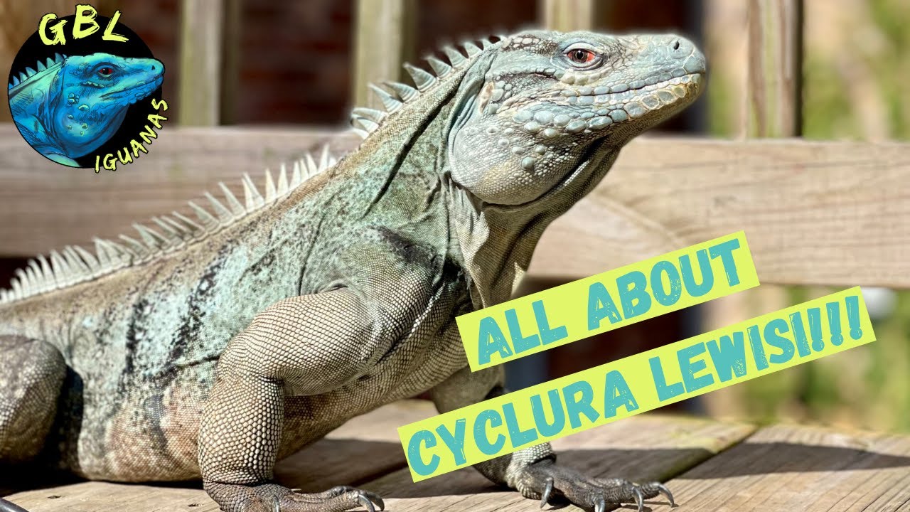 SPECIES SPOTLIGHT: GRAND CAYMAN BLUE ROCK IGUANA, CYCLURA LEWISI - YouTube