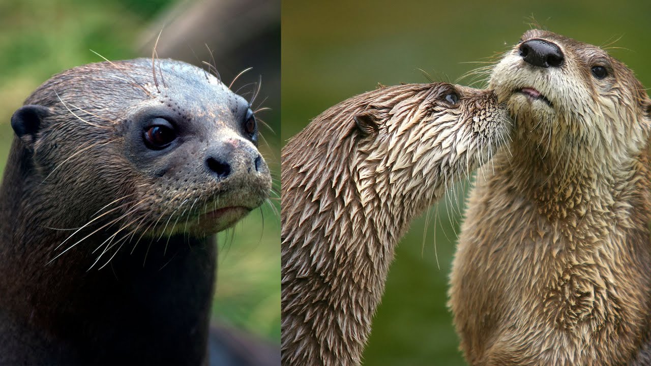 Otters Can't Wait to Swim in New Pool #1 - YouTube
