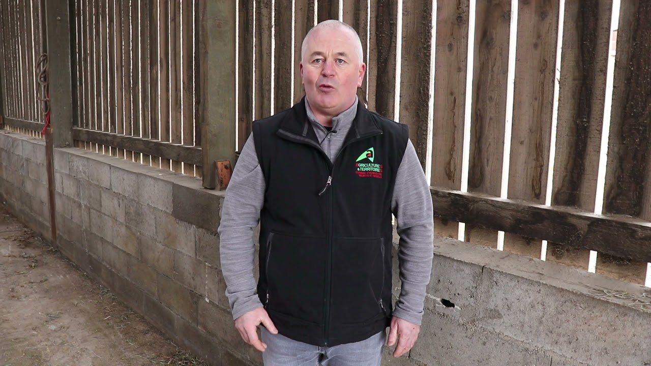 Teaser vidéos partage de pratique : contention animale en élevage bovin ...