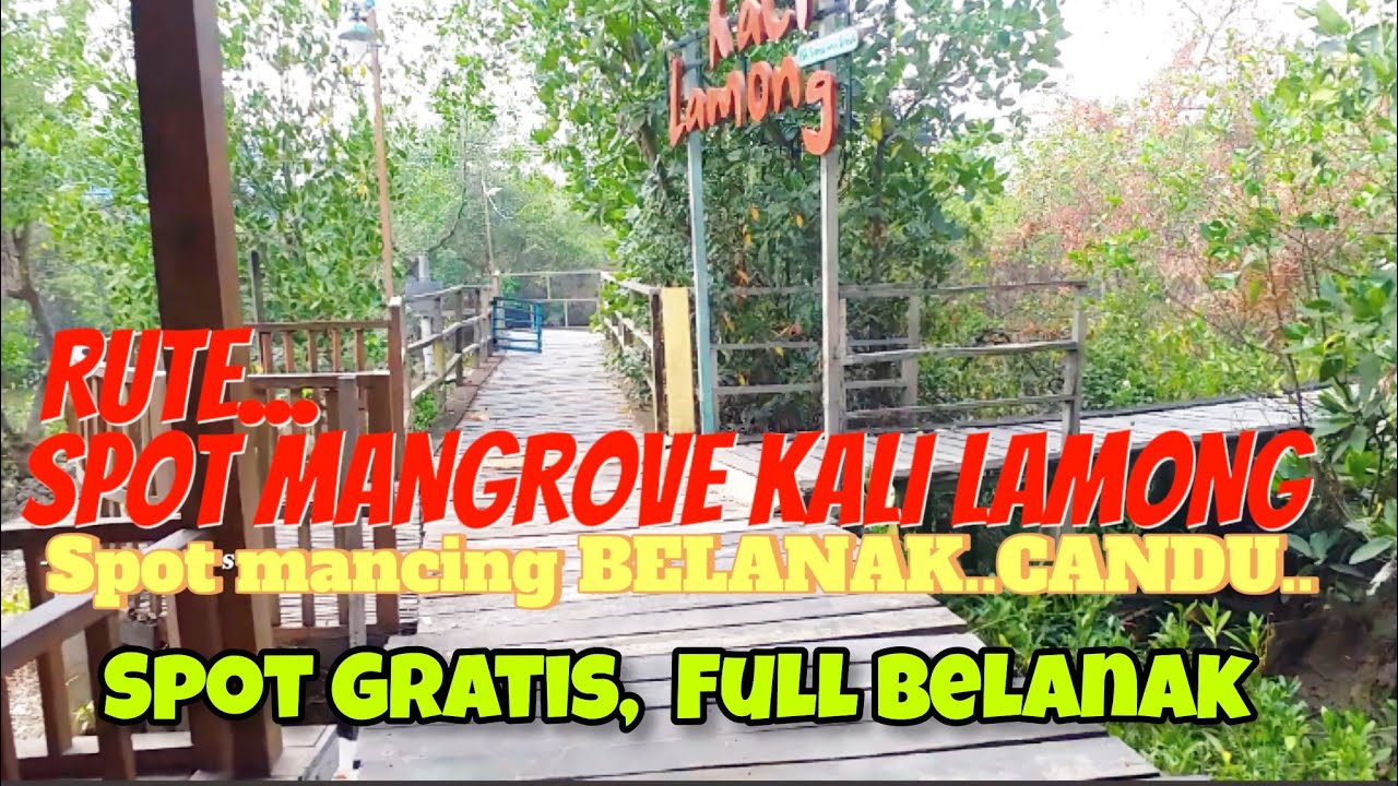RUTE....SPOT MANGROVE KALI LAMONG GRESIK|| Spot Mancing Gratis, Sarang ikan Belanak - YouTube