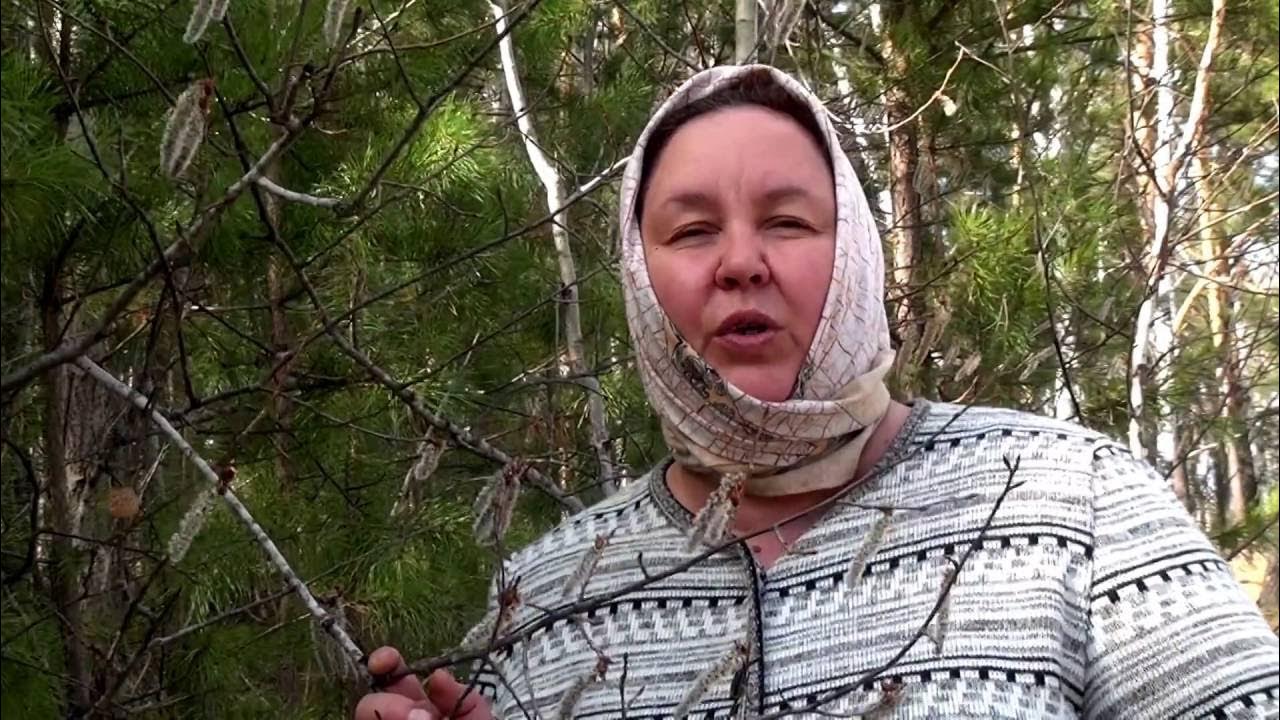 ОСИНОВЫЕ ПОЧКИ || Полезные свойства и применение - YouTube
