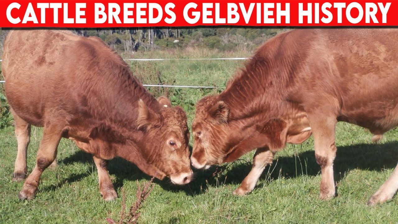 ⭕ Cattle Breeds GELBVIEH History Cattle Gelbvieh // Bulls - YouTube