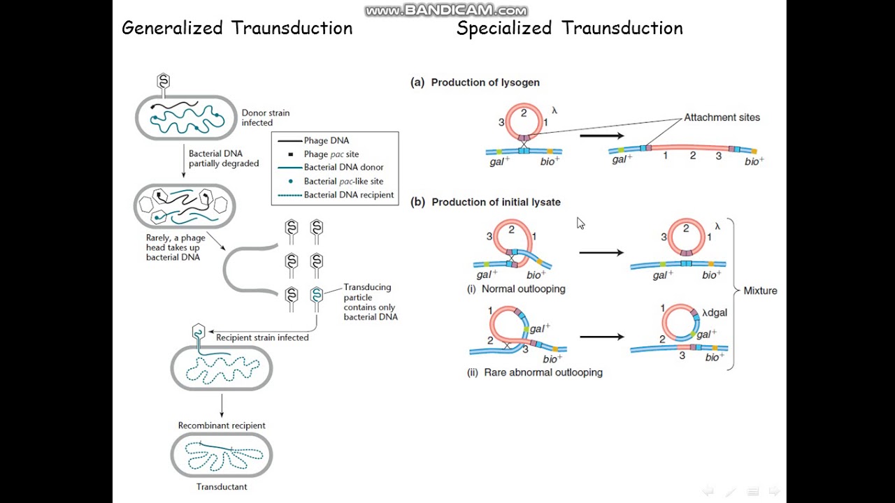 Transduction and Homologous Recombination - YouTube