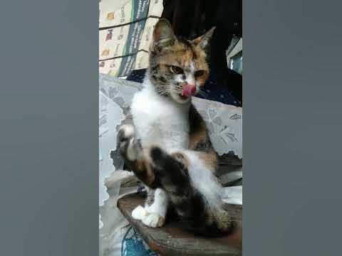 🐈 whoops #cat #cute #shorts #goldy - YouTube