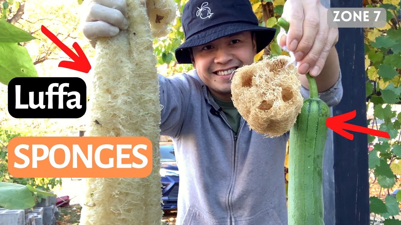 How to grow luffa for sponges. How Luffa Sponges Are Made. Loofah Gourd ...