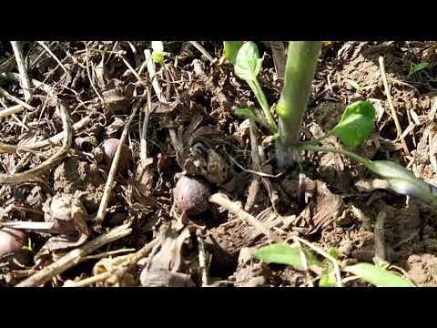 domates de ilk budama