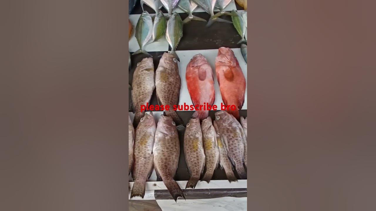 grouper and others - YouTube