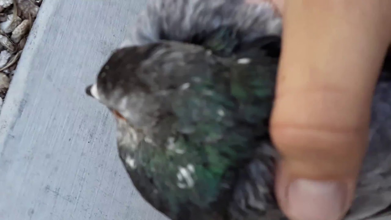 The Decrepit pigeon who couldn't fly and smelt like burnt meth. - YouTube