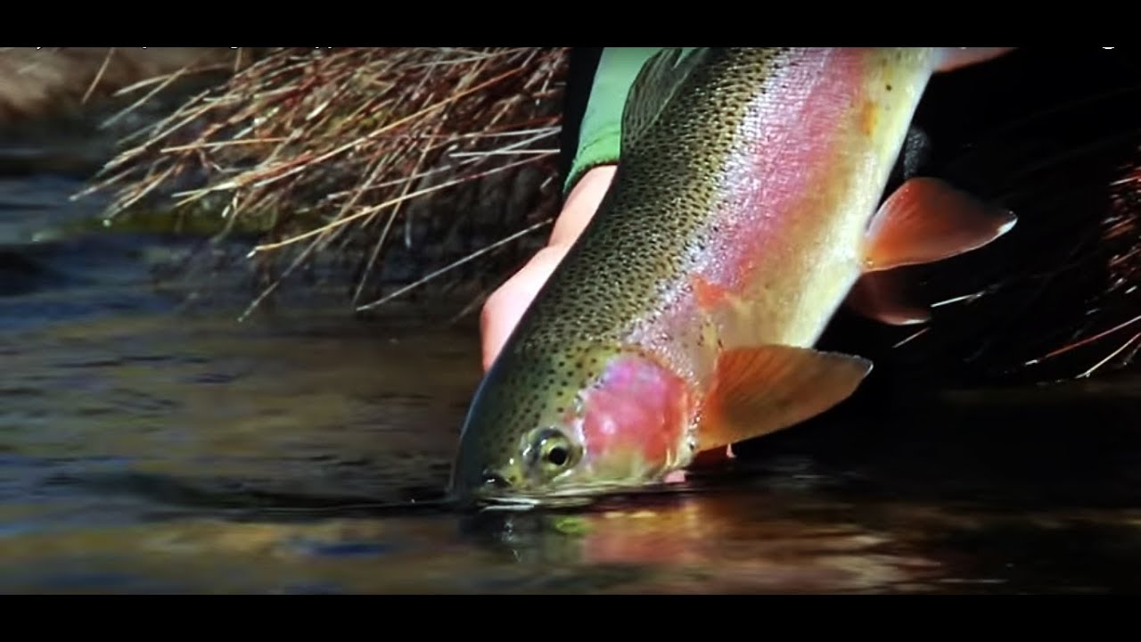 Fly Fishing Tippet - Orvis SuperStrong Plus - YouTube