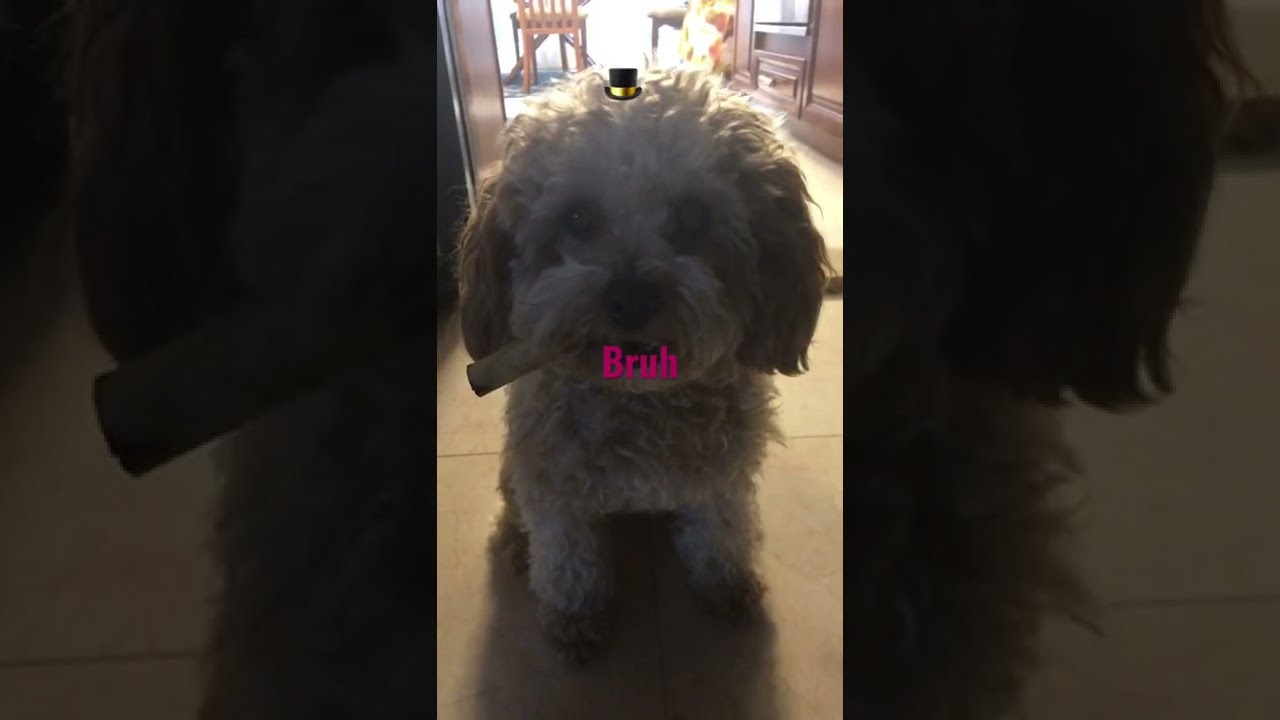 Bruh dog version - YouTube