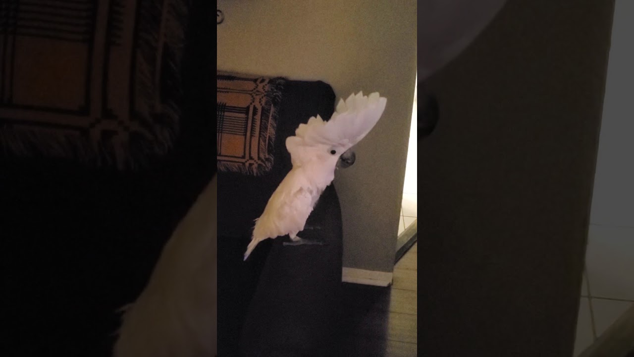 DON'T YOU DARE ARGUE WITH A COCKATOO 🤣 - YouTube