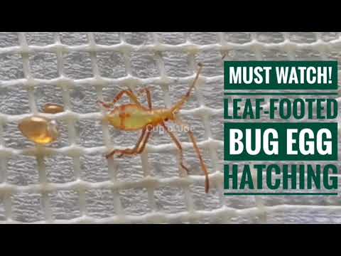 Must Watch! Green Leaf-footed Bug Egg Hatching Video - YouTube