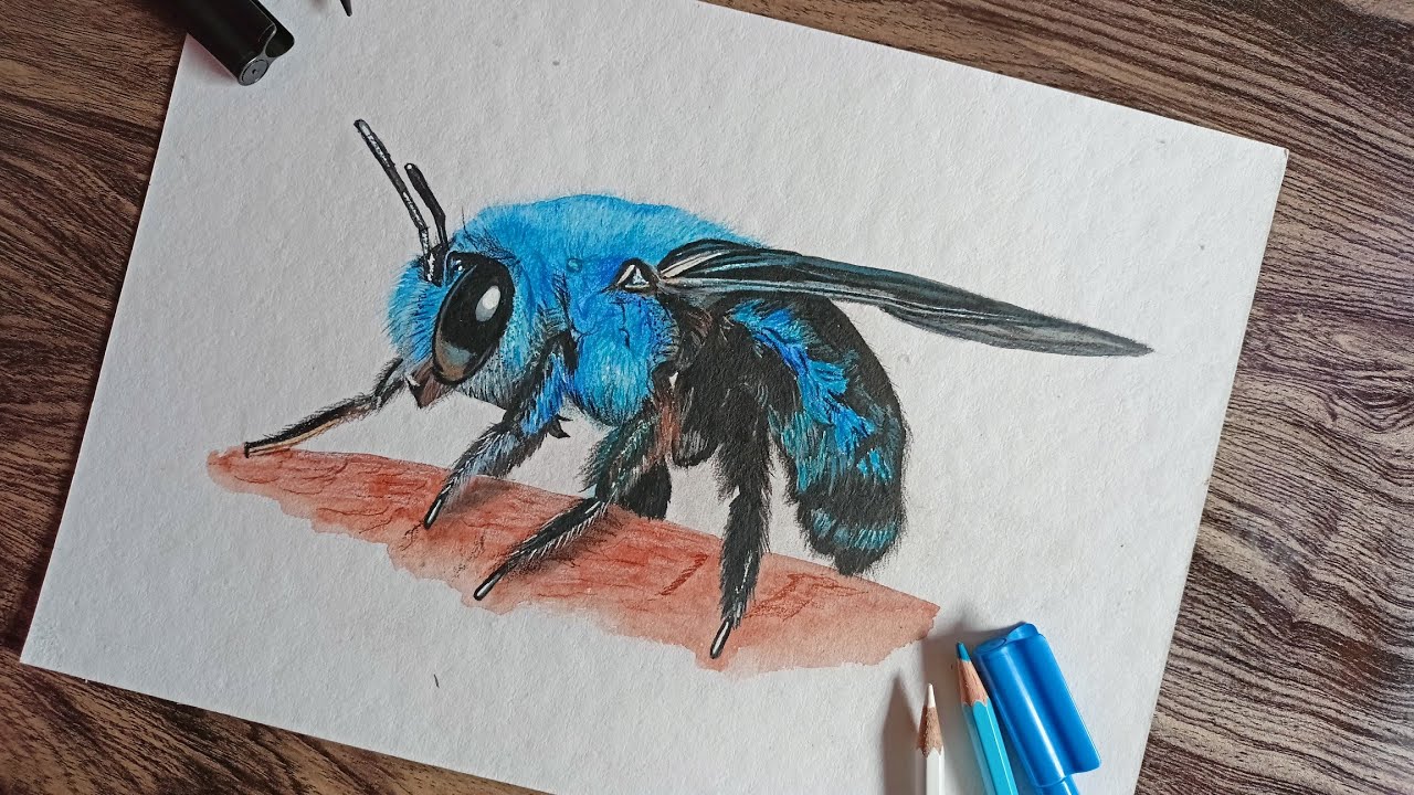 Drawing bee🐝| realistic drawing with Faber Castell colour pencils - YouTube