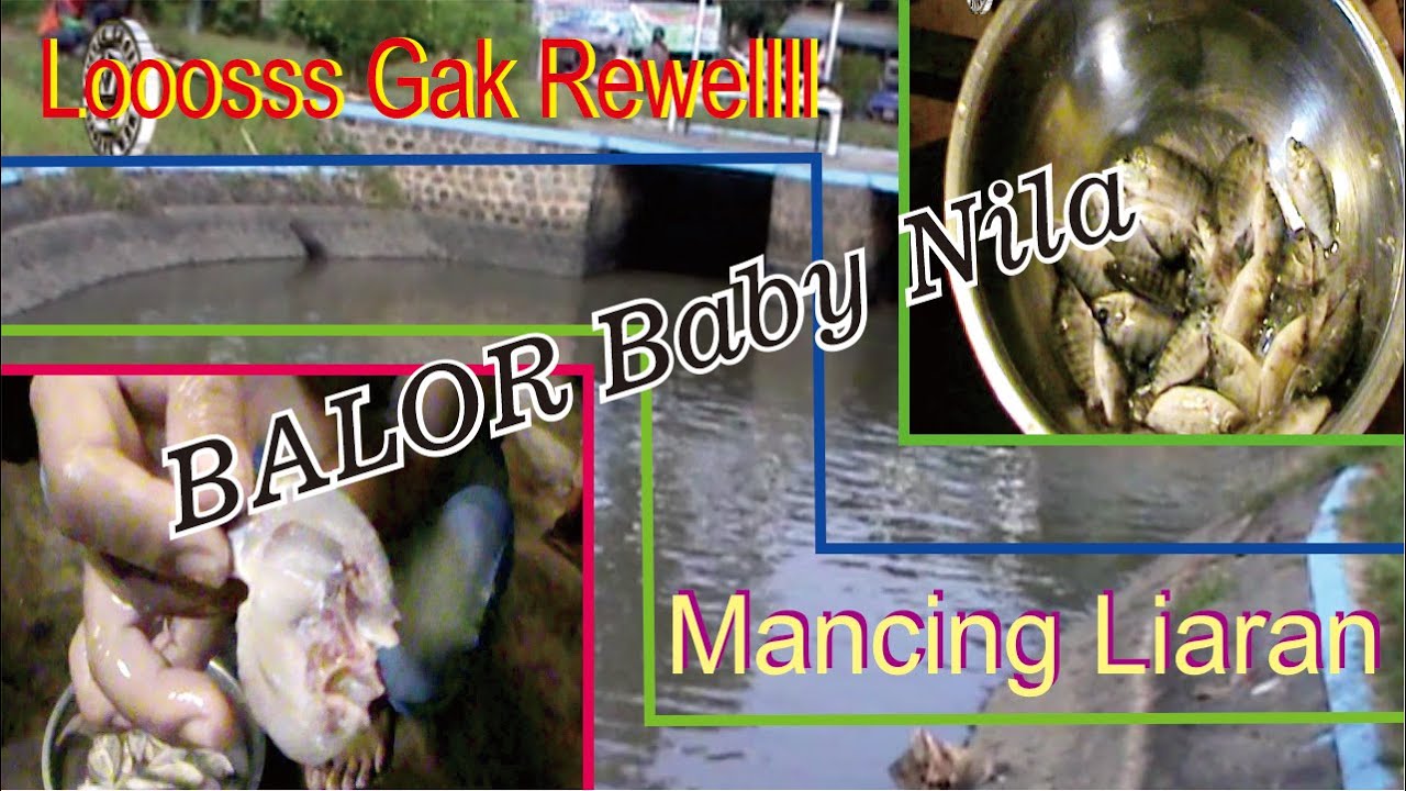 Nikmatnya Mancing Baby Fish Nila - YouTube