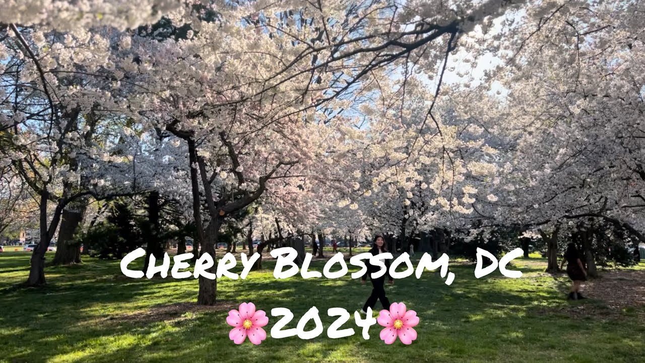 🌸 Cherry blossom experience | Washington DC | 2024 - YouTube