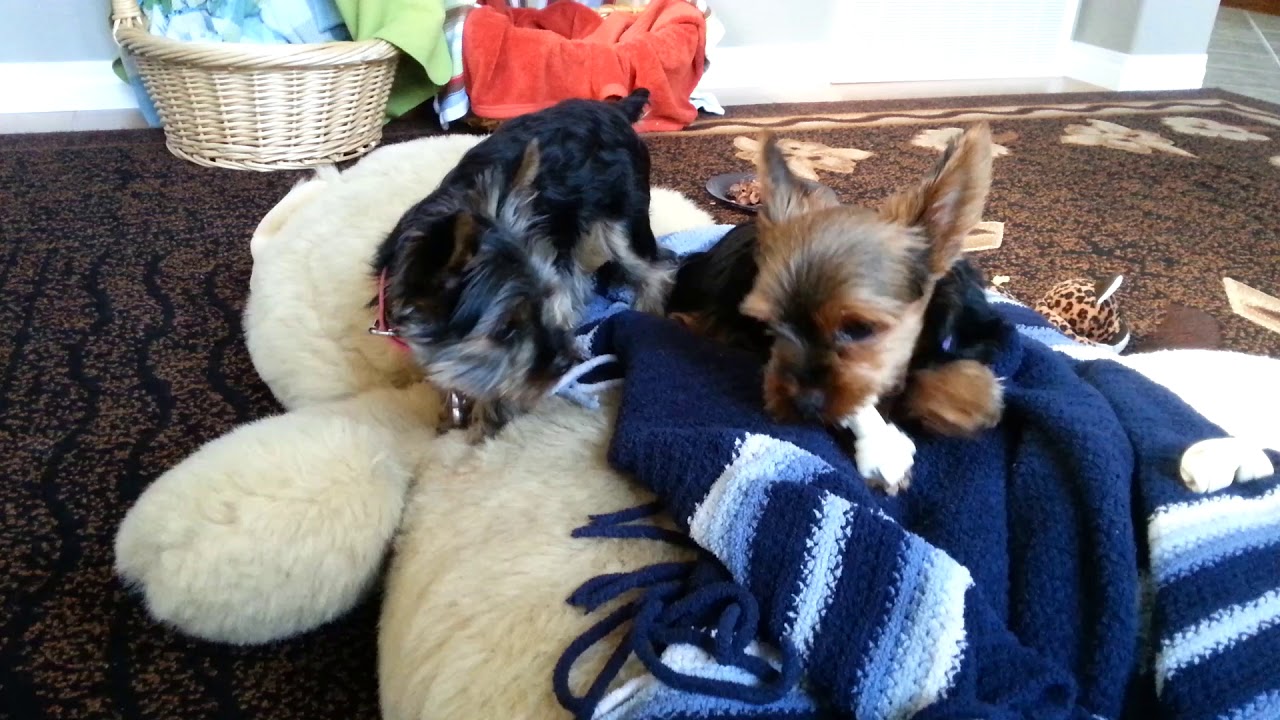 Yorkies Fighting Over A Bone (MUST WATCH) - YouTube