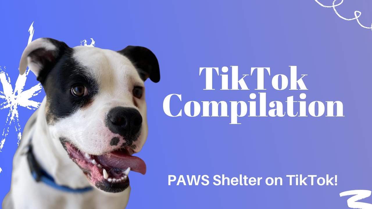 PAWS TikTok Compilation #1 - YouTube