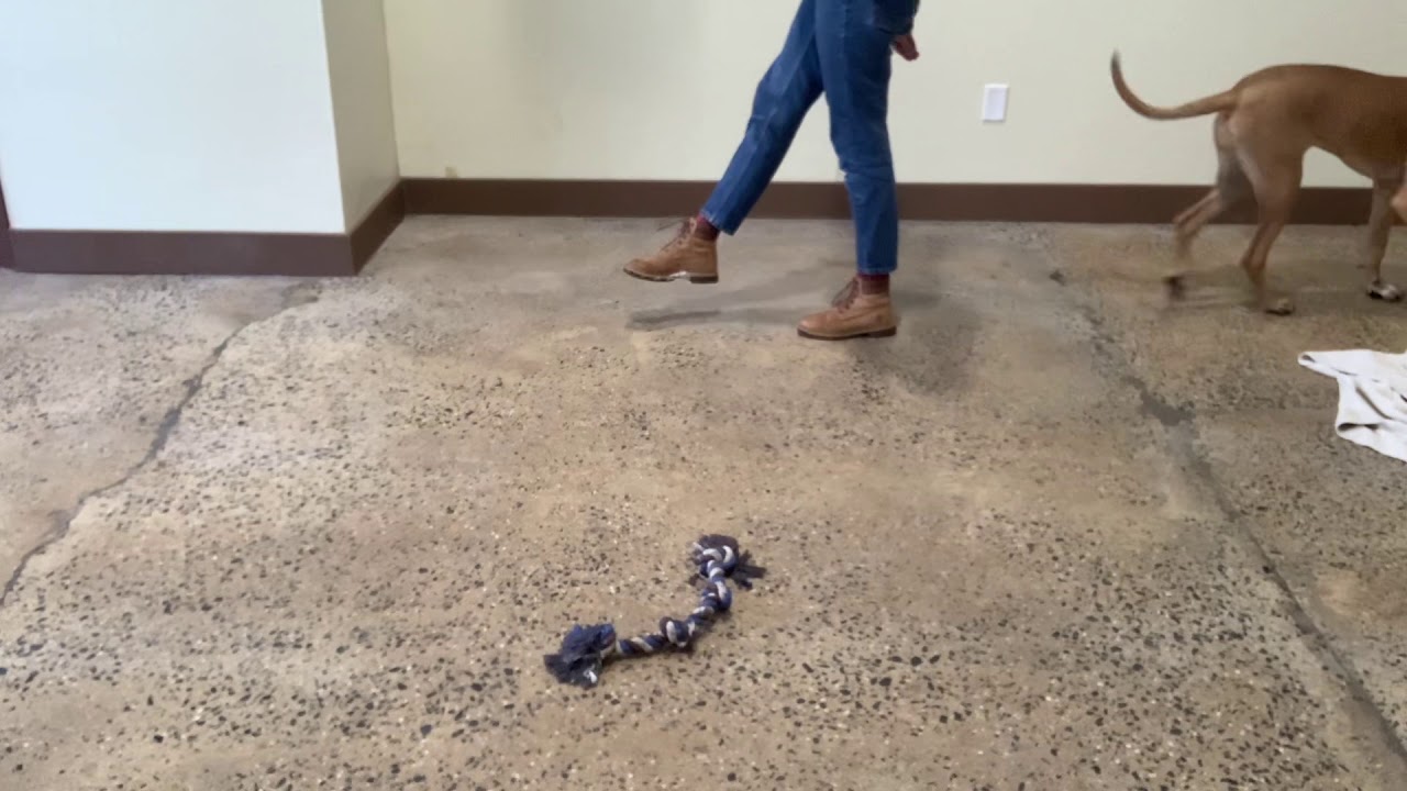 Maria The Dog Trainer & Allie 12/18/2020 - YouTube
