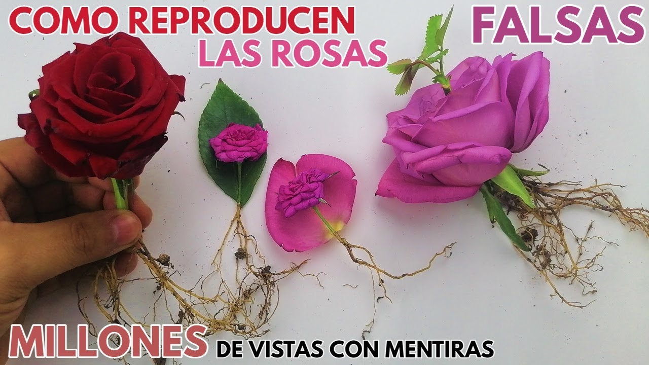 reproducir rosas y rosales por medio de trucos chuyito jardinero - YouTube