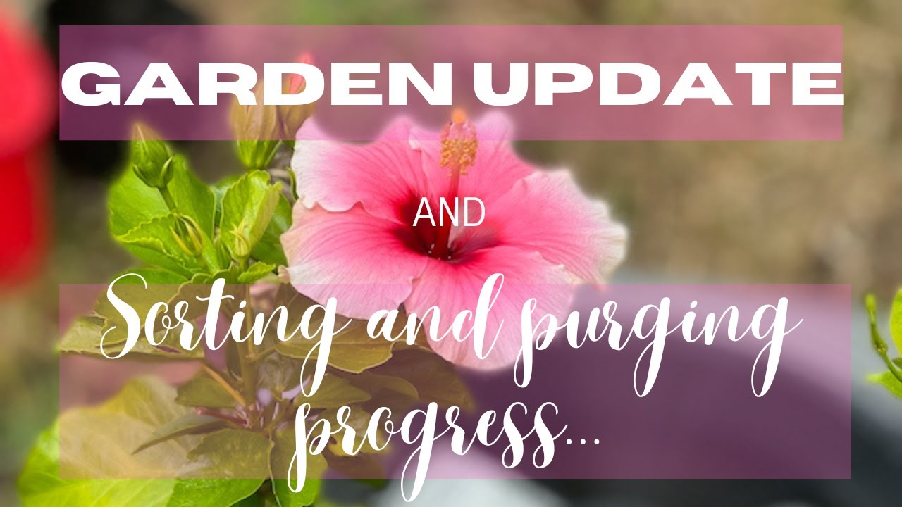Garden Update & Sorting and Purging Progress - YouTube
