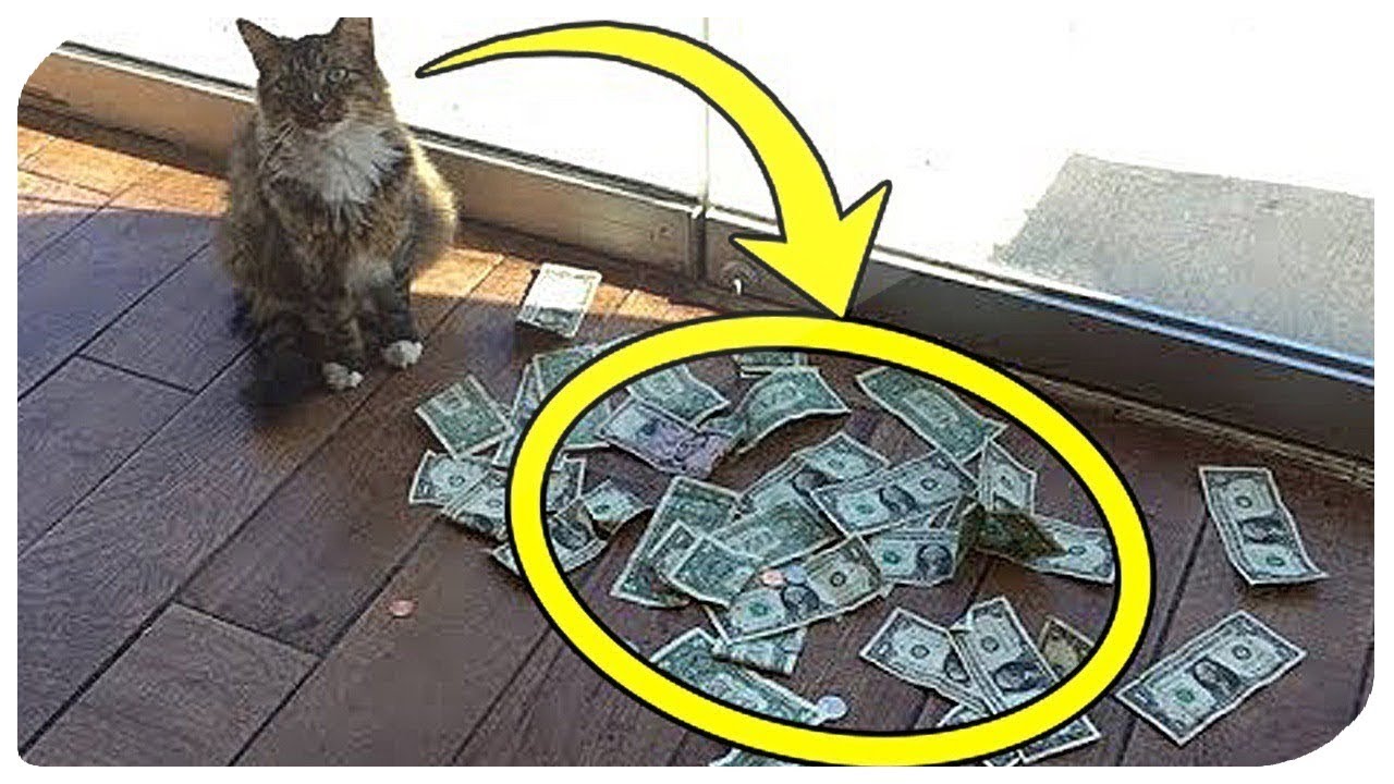 Cat Keeps Bringing Money, So Dad Sets Up Camera - YouTube
