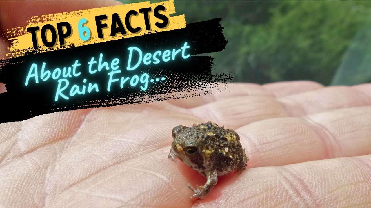 Facts About the Desert Rain Frog - YouTube