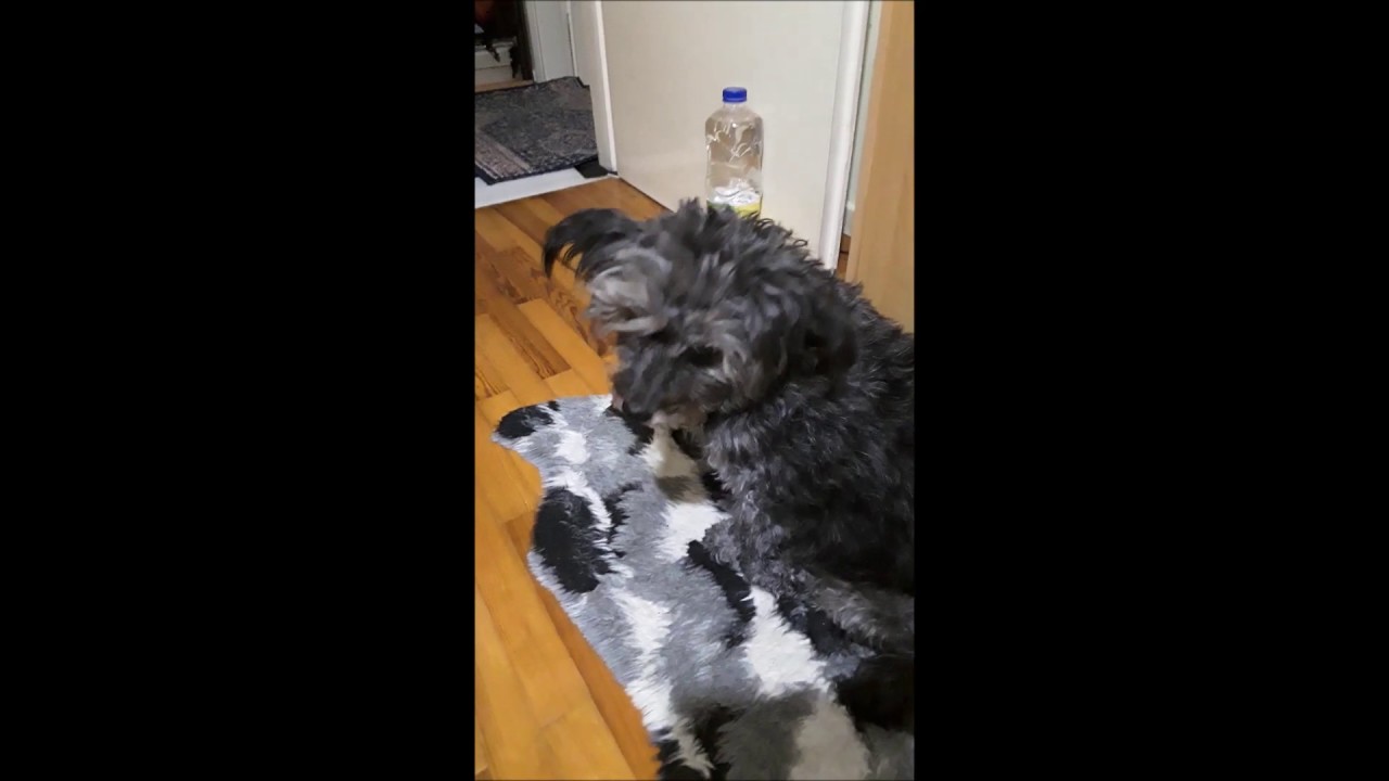 DOG HOWLING O CHRISTMAS TREE - YouTube