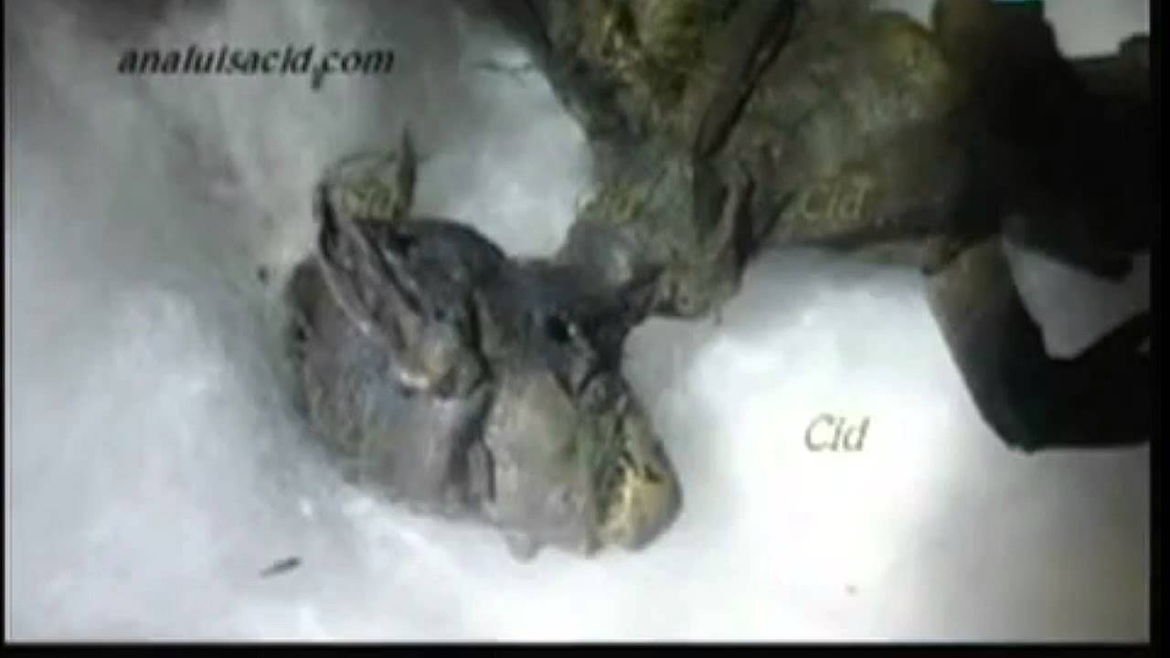 ALIEN OR FAIRY CREATURE FOUND IN MEXICO - HADA O EXTRATERRESTRE? - YouTube