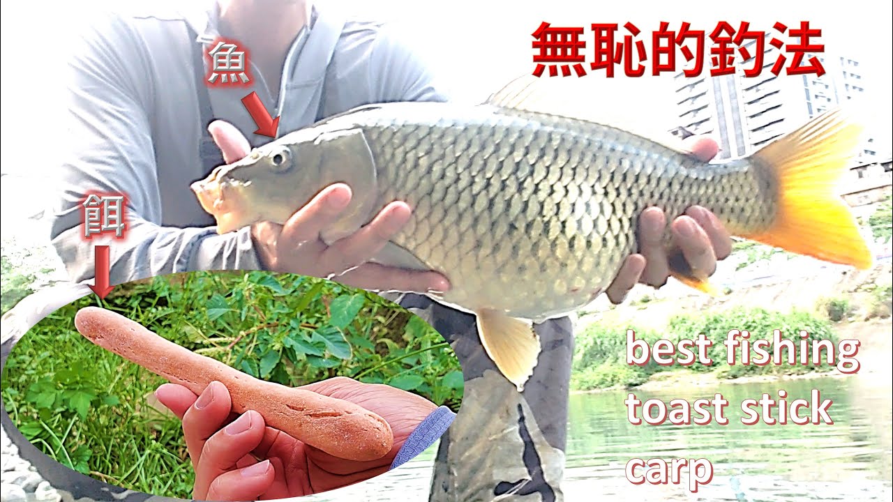 分享一種~無恥的釣法!! 看完就知道有多無恥了... _ Fishing carp with homemade toast sticks ...