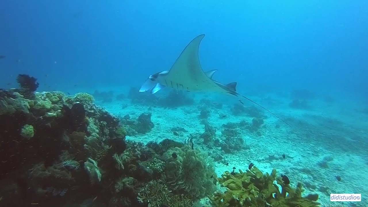 Manta Ray 2018 - YouTube