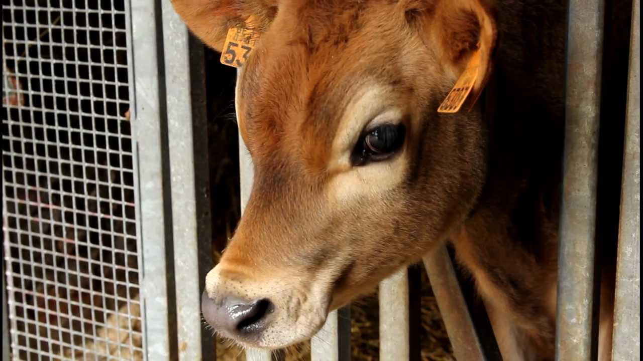 Mooing calf - Loeiend kalf - YouTube