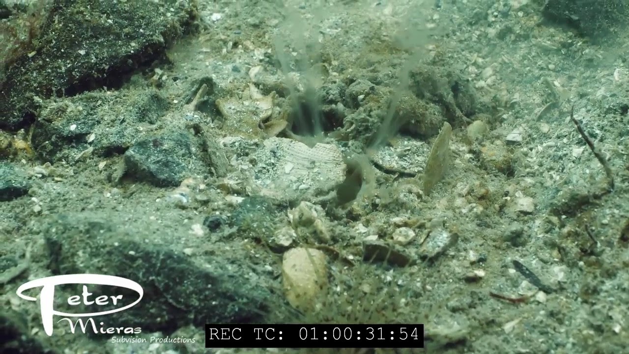 spawning geoduck, Panopea generosa stock footage 4K - YouTube