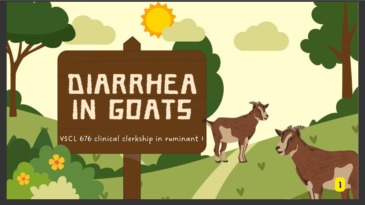 DIARRHEA DIARRHEA IN GOATS [Student case Gr. 5/2024] - YouTube