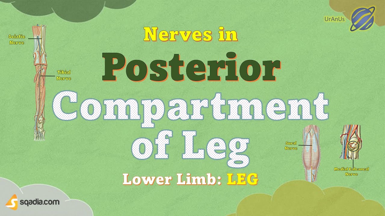 Lower Limb: LEG | Nerves in Posterior Compartment of Leg - YouTube