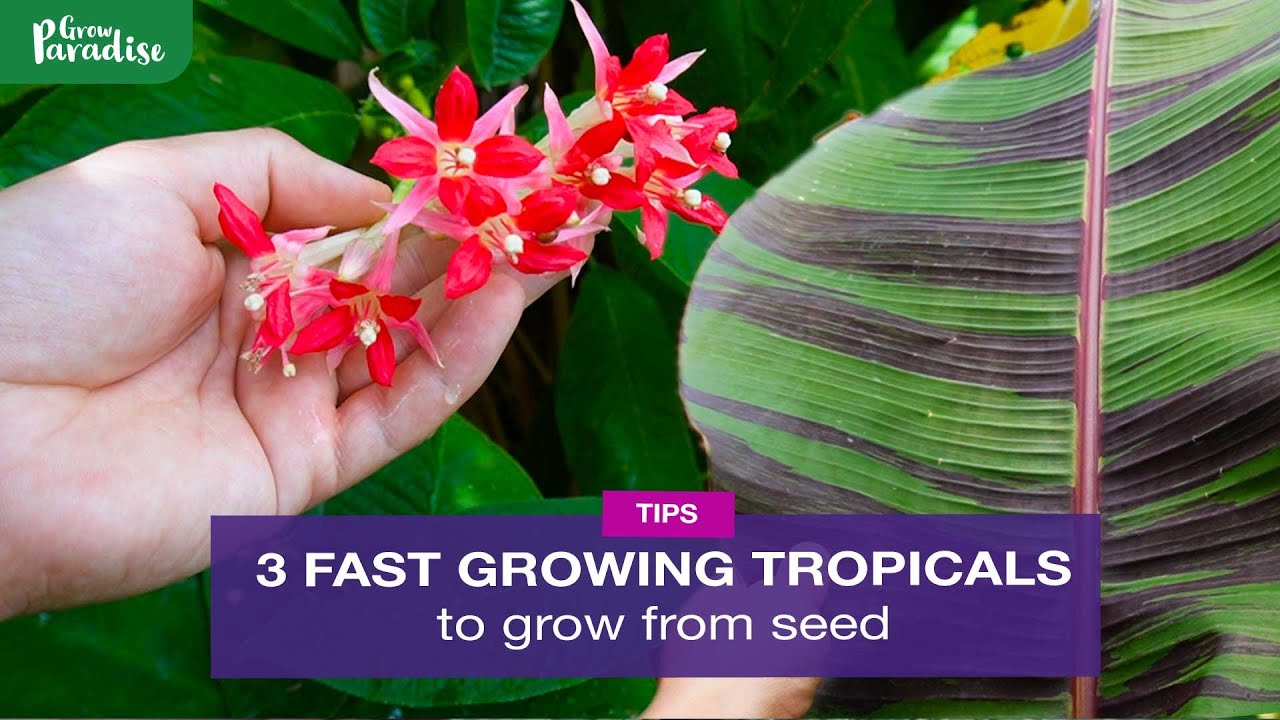3 TROPICAL garden plants you can EASILY grow from seed - YouTube