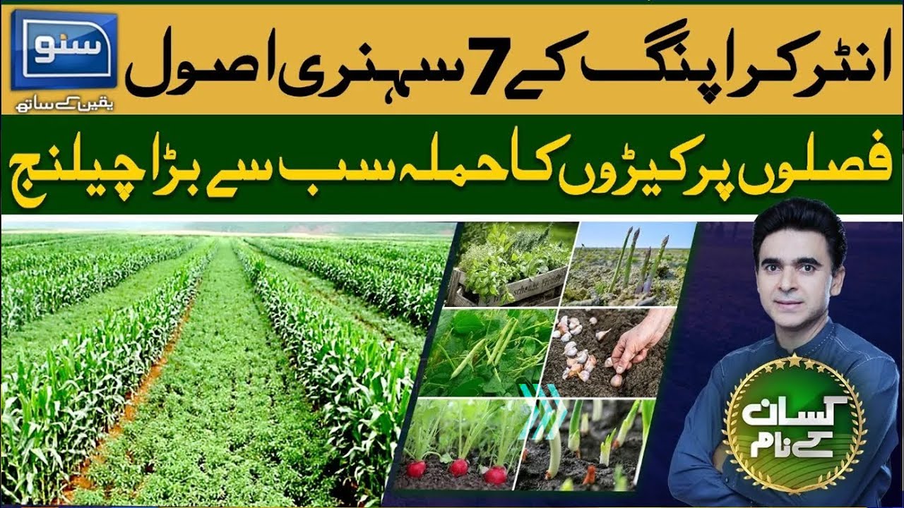 7 basic principles of intercropping, pest attack on crops is the ...