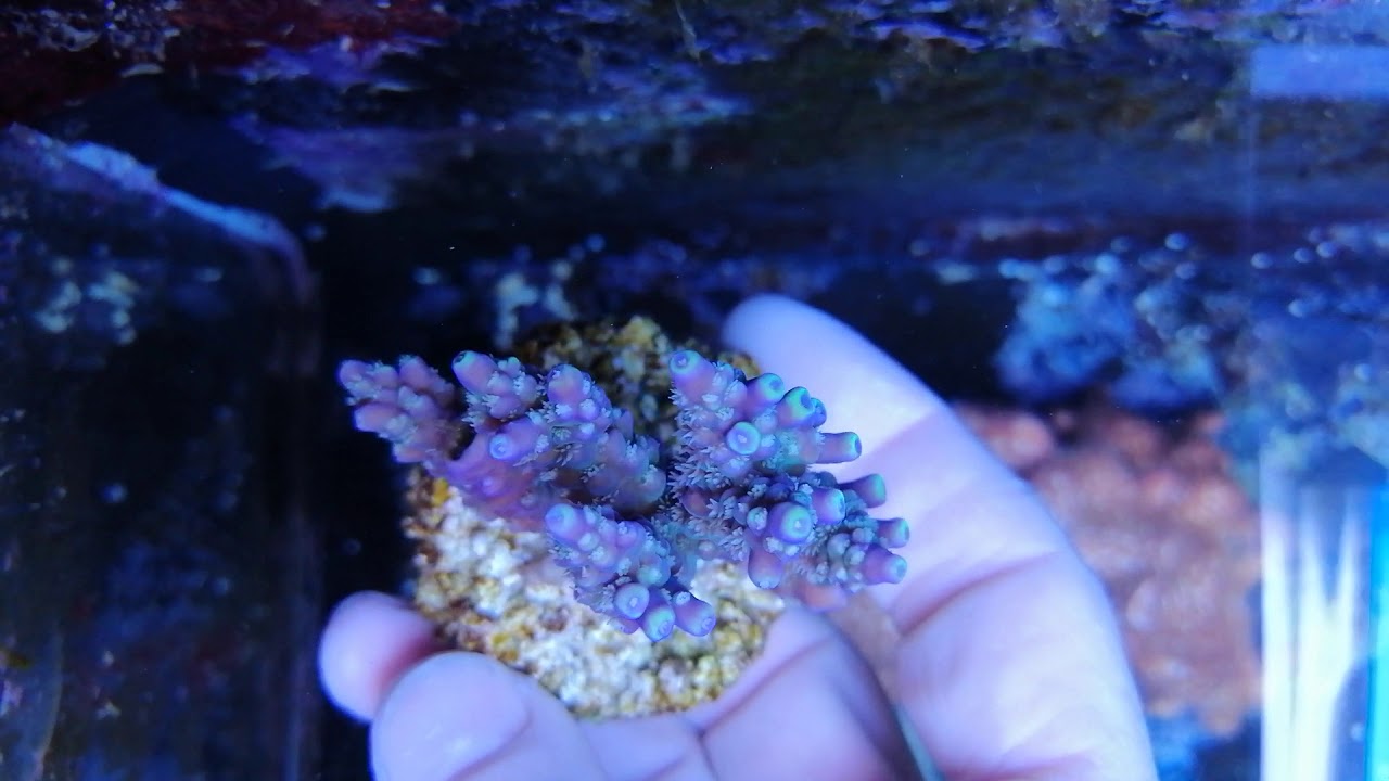 Acropora horrida blue coral gandalf - YouTube
