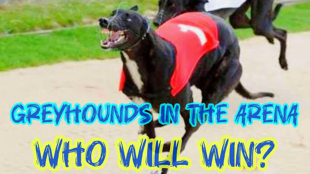 **"Top Greyhounds in the Race of the Year!" .....Who Will Win?" - YouTube
