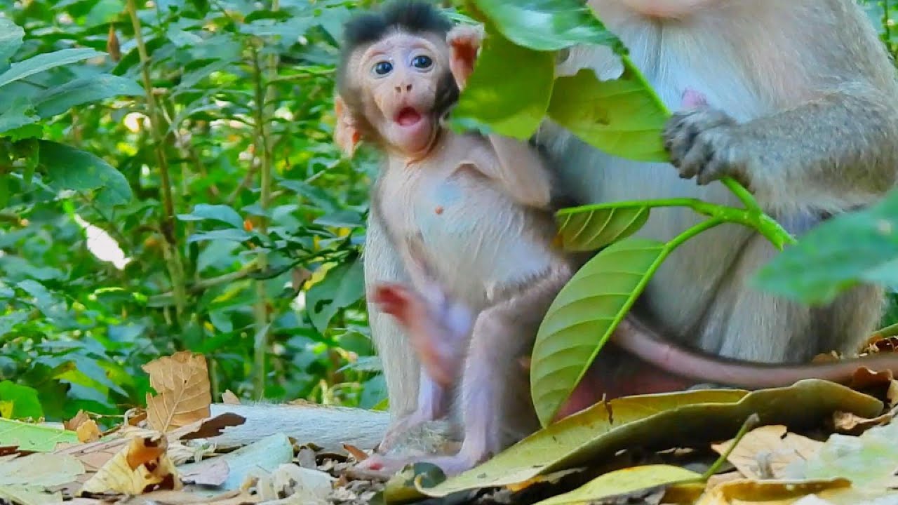 Wonderful baby monkey plays with mom look so cute #monkey #wildlife # ...