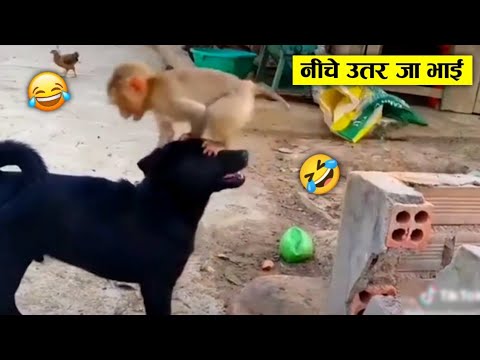 कुत्ते की तों बैंड ही बजा दी बंदर ने 😂🤣 ll Monkey funniest moment ...