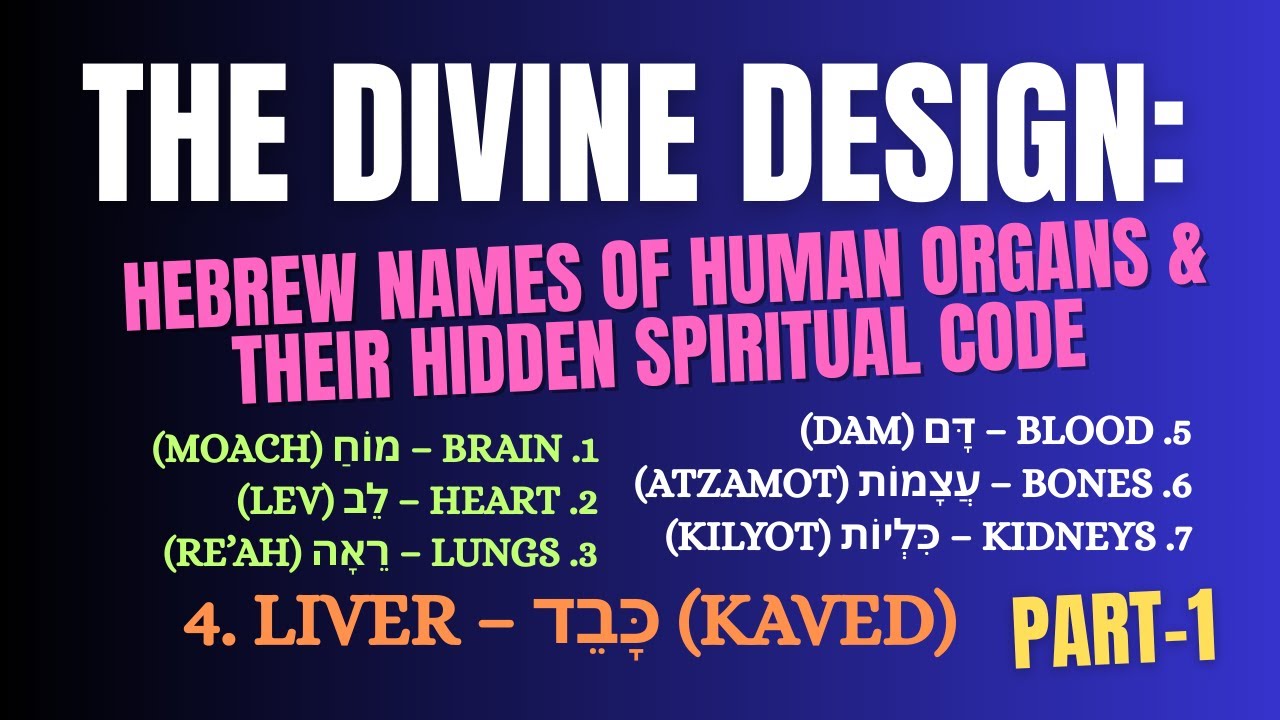 The Divine Design: Hebrew Names of Human Organs & Their Hidden ...