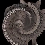 Absolutely insane spinning cat loop - YouTube