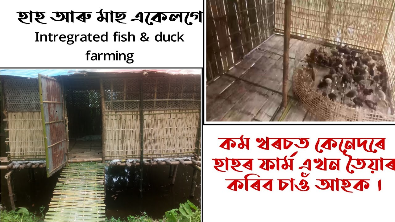 Integrated Fish & Duck farming || কম খৰচত হাঁহৰ ফাৰ্ম ।। KMD Poultry ...