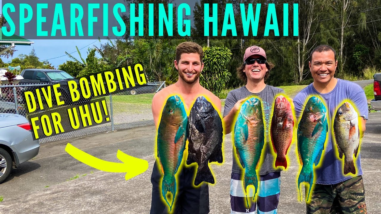 Spearfishing Hawaii Dive Bomb Uhu and Teaching New Spearo - YouTube