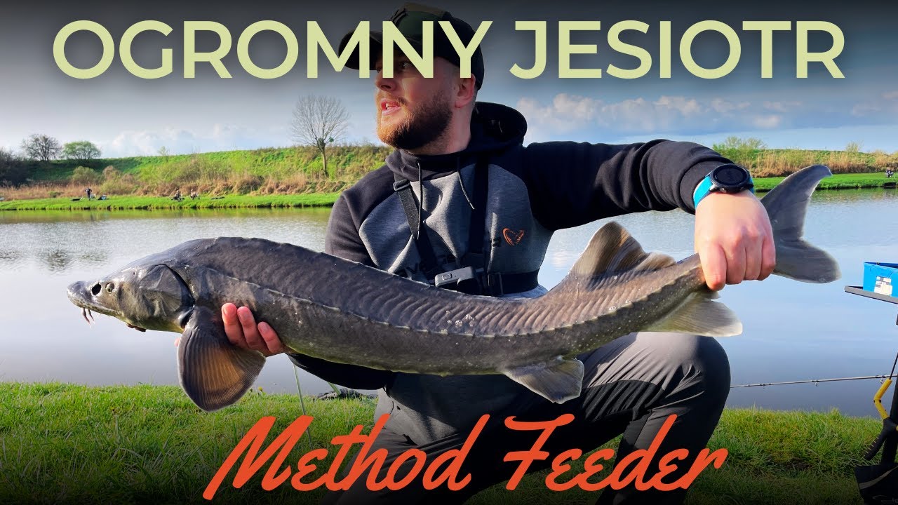 Pierwszy w życiu ogromny Jesiotr ! Co za emocje ! Method Feeder ...