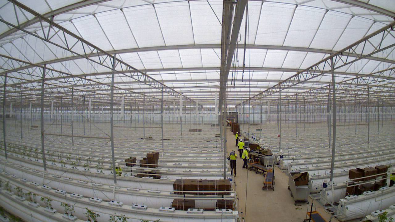 Sundrop Farms - planting time lapse - YouTube