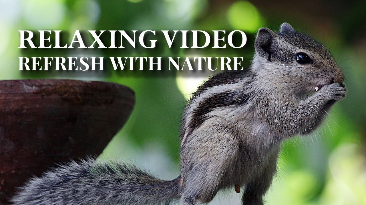 Cool vibes | Relaxing music | Stress Relief | Satisfying video ...