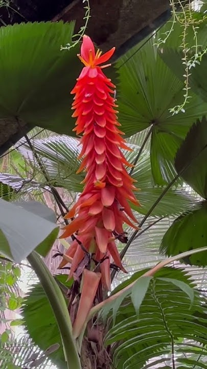 Torch banana (Musa haekknenii - YouTube