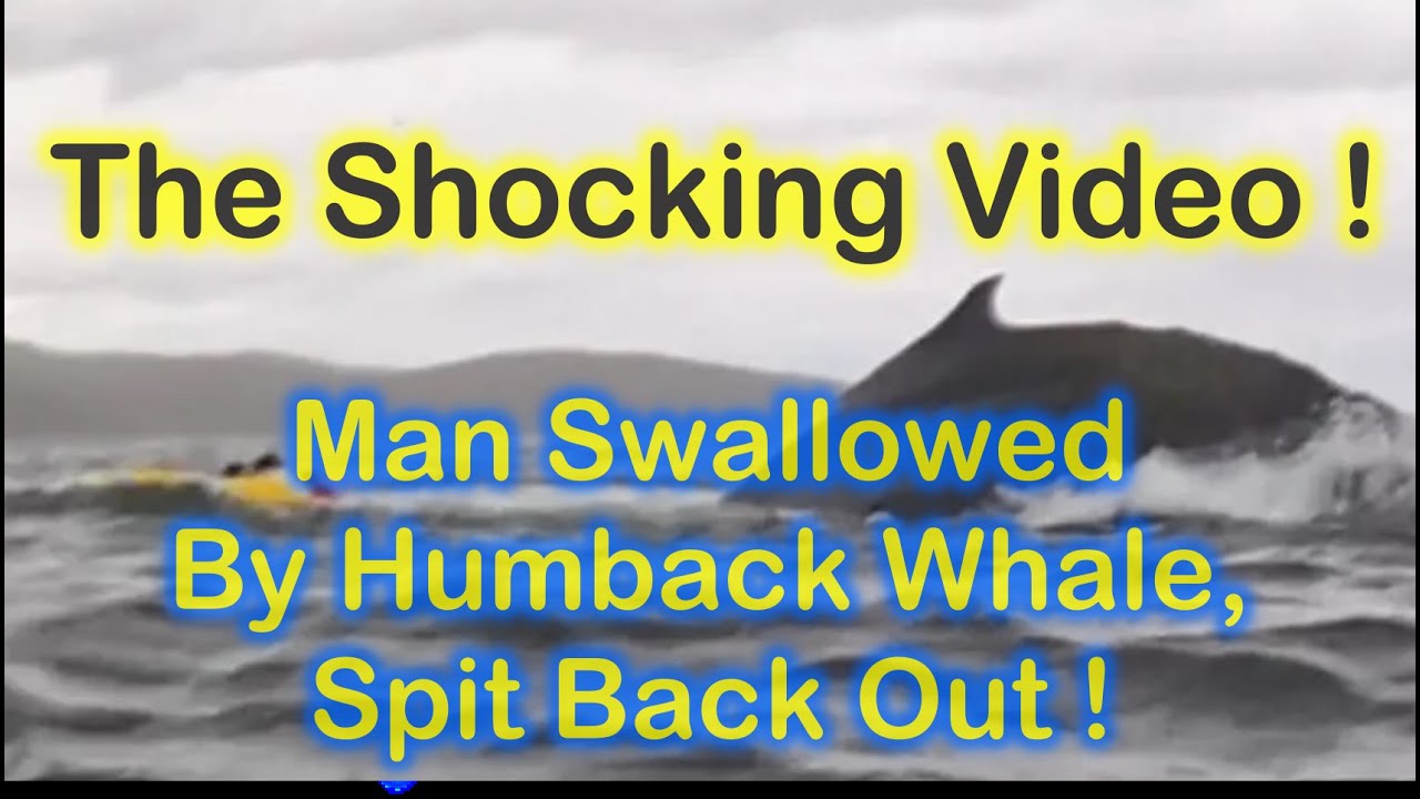 Man Swallowed By Whale Then Spit Out : Shocking Video ! - YouTube