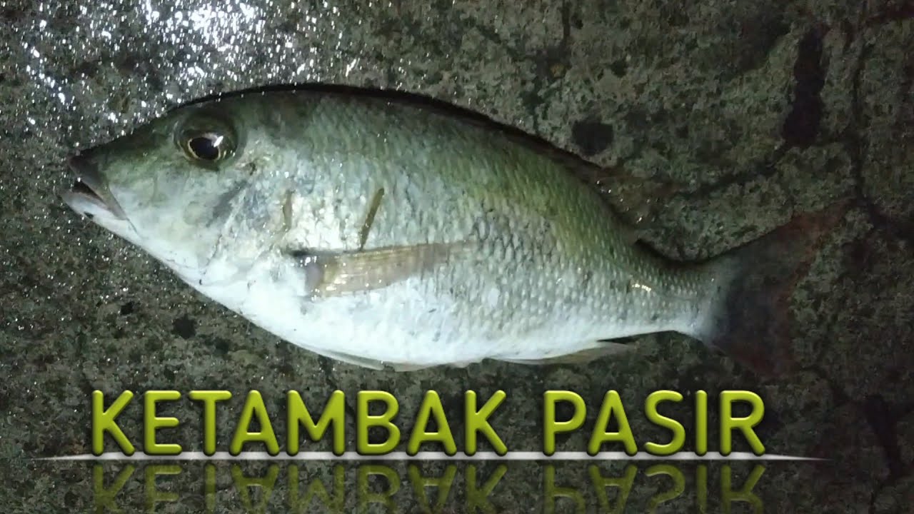 Mancing Malam Hari di Bulan Ramadhan dapat ikan ketambak pasir #shorts ...